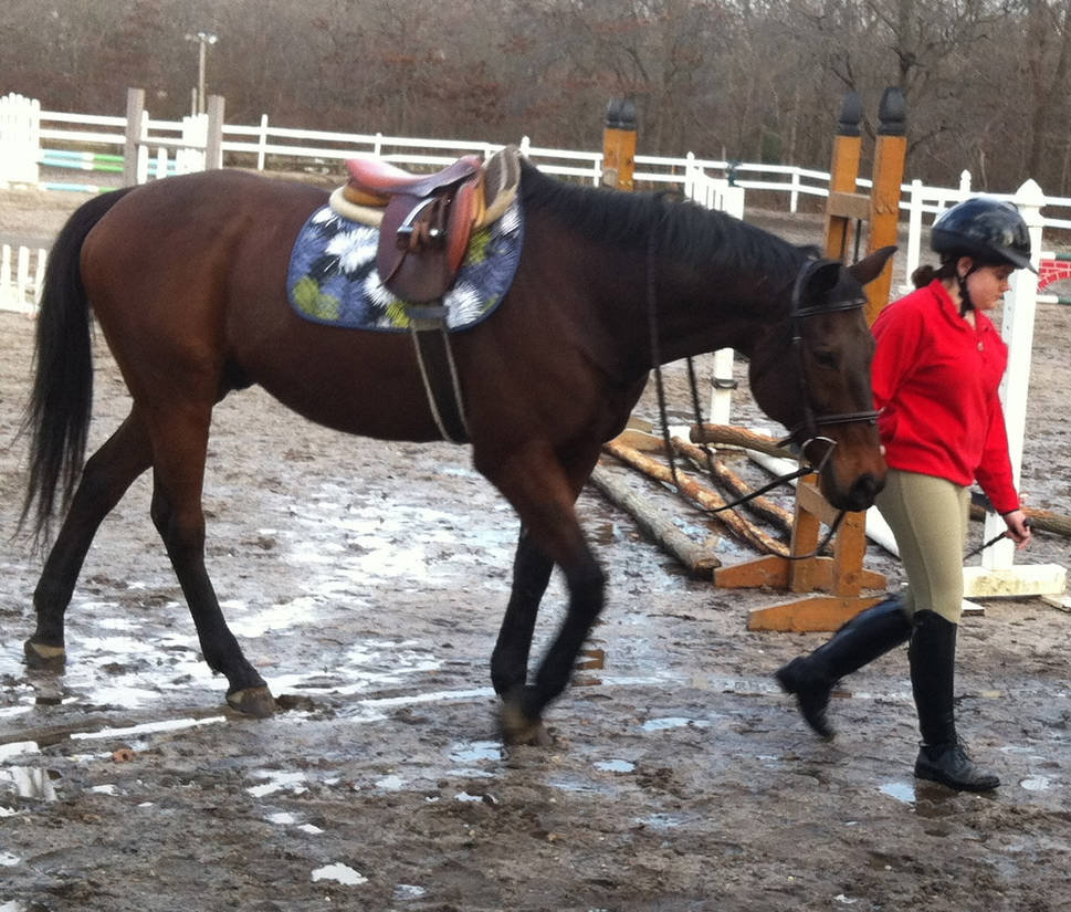 Pony Tails by wishingstar15 on DeviantArt