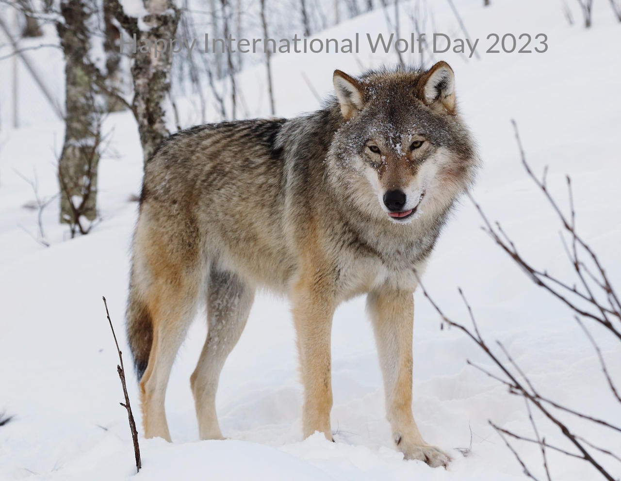 Happy International Wolf Day 2023 by jrg2004 on DeviantArt