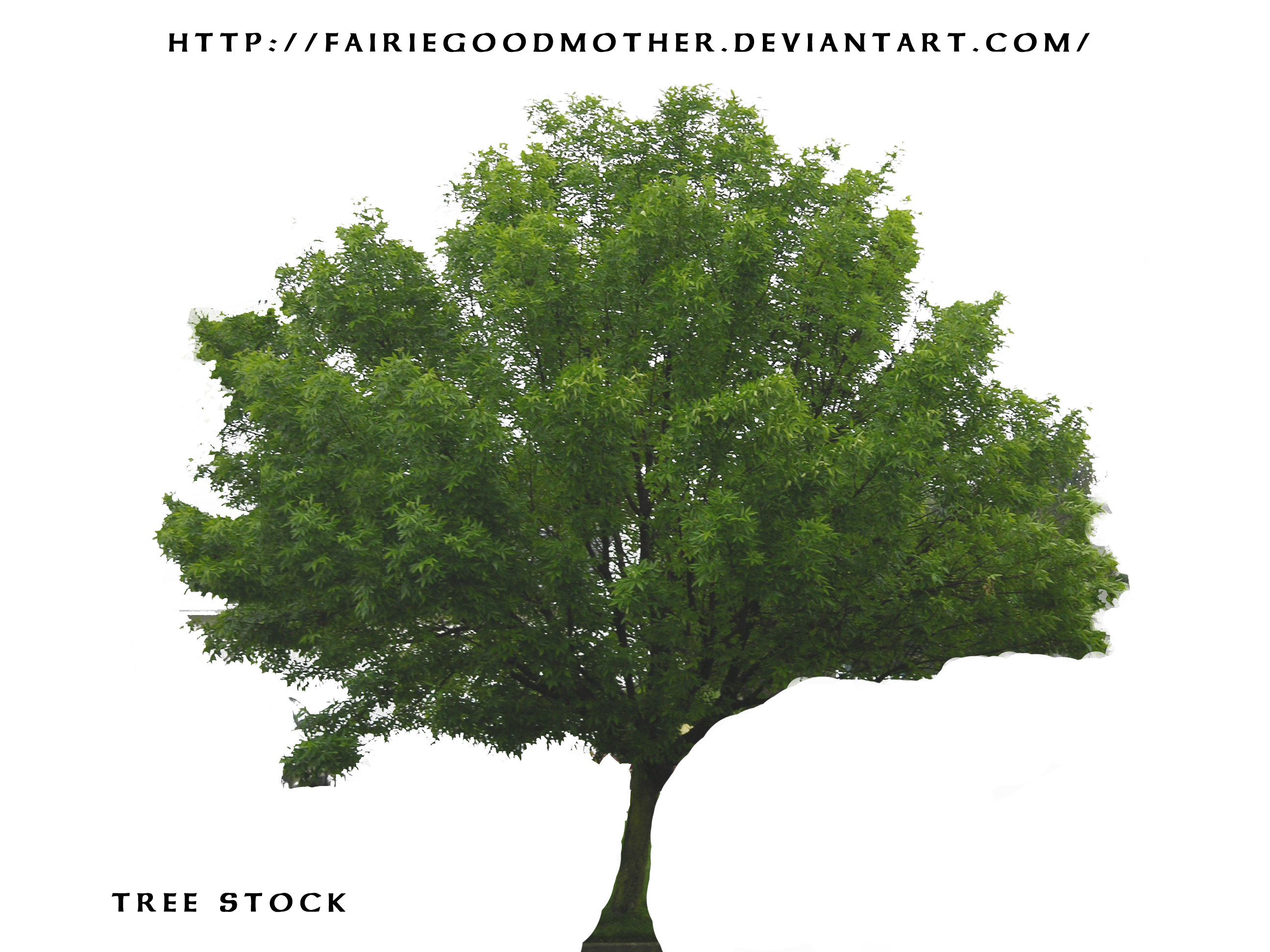 Tree Stock psd by FairieGoodMother on DeviantArt