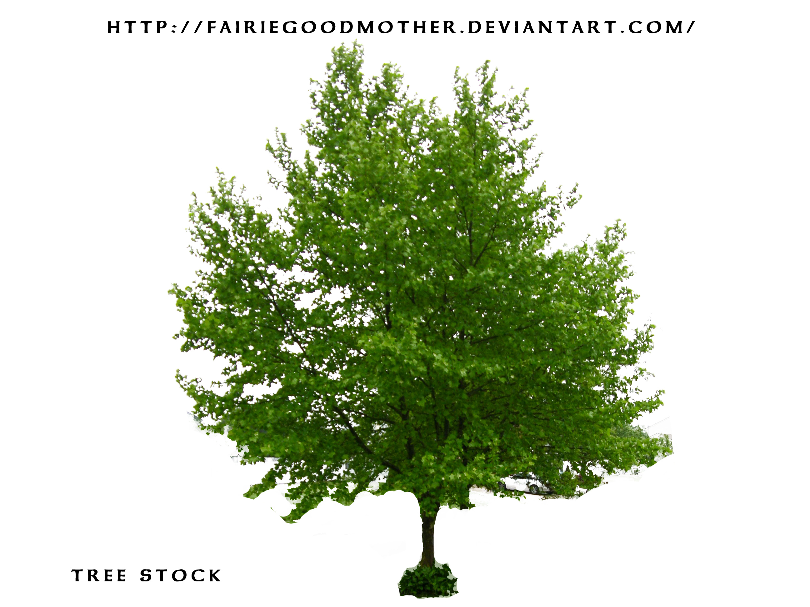 Tree Stock 2 by FairieGoodMother on DeviantArt