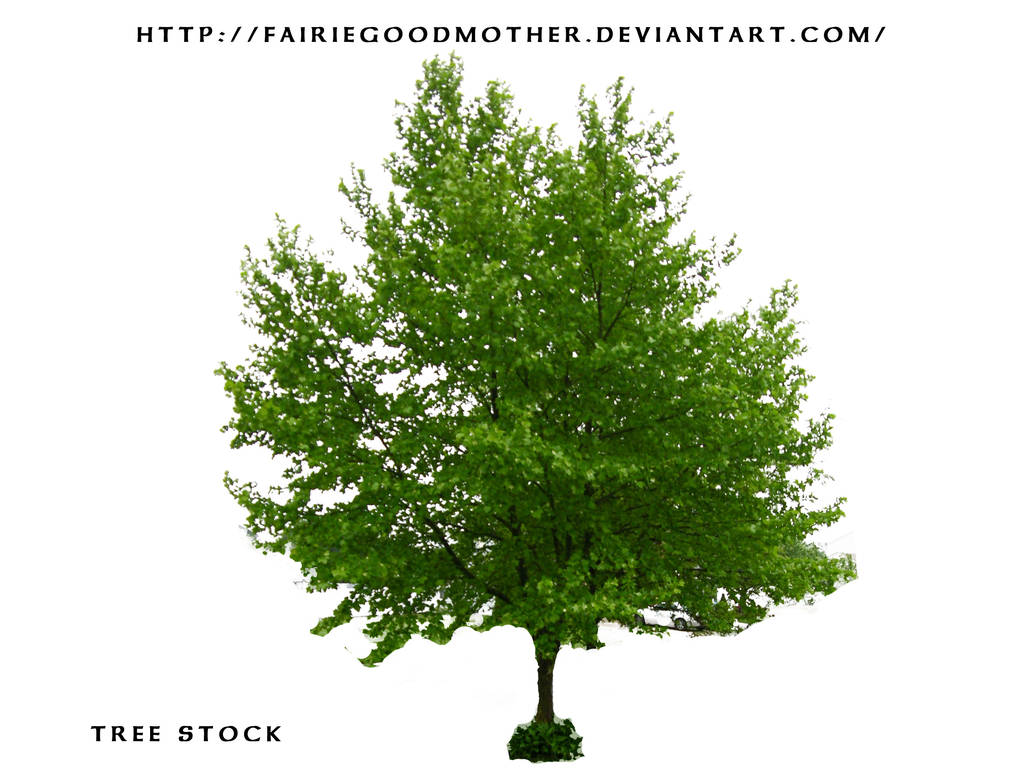 Tree Stock 2 by FairieGoodMother on DeviantArt