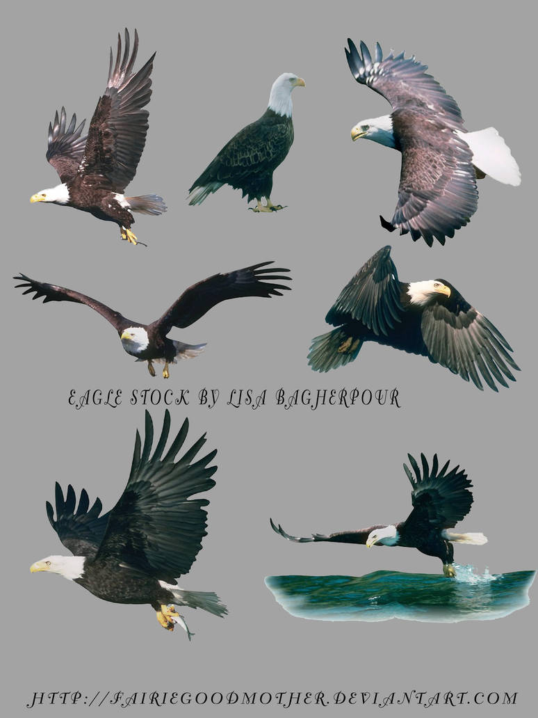 Flying Eagles psd by FairieGoodMother on DeviantArt