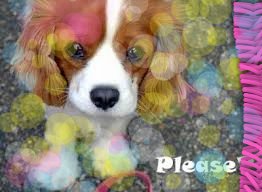 Please?! (puppy love!) by Gamer-MixZania on DeviantArt