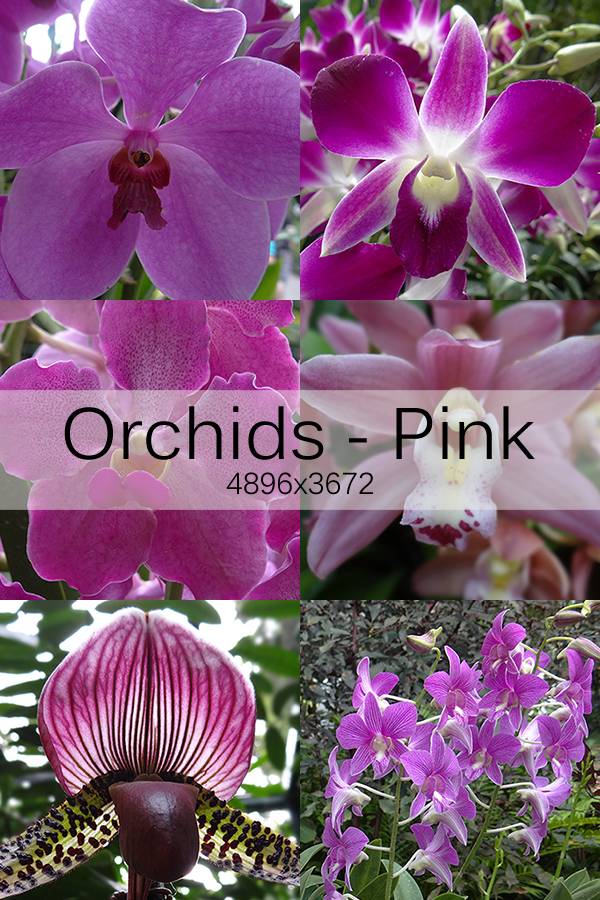 Orchids Pack 1 by veryevilmastermind on DeviantArt