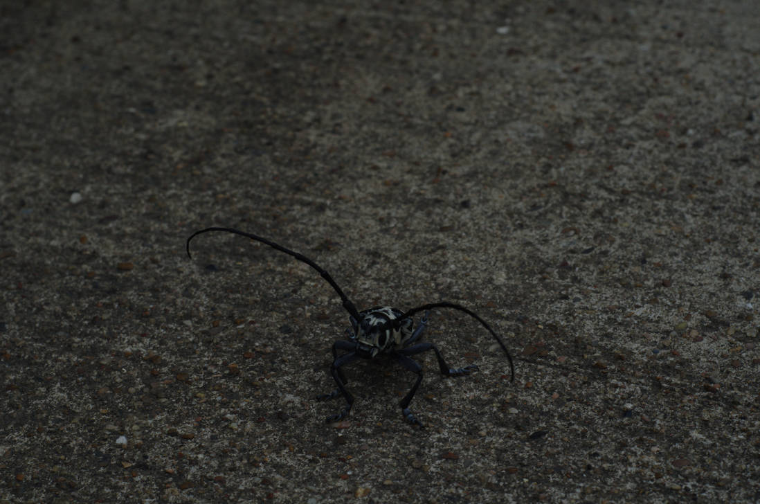 The Zebra Beetle by spacecityphototeam on DeviantArt