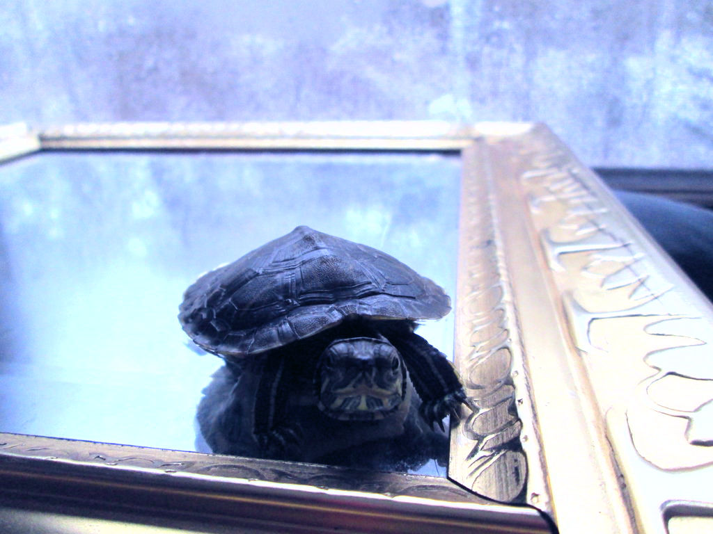 damuro turtle edit #2 by alesem97 on DeviantArt