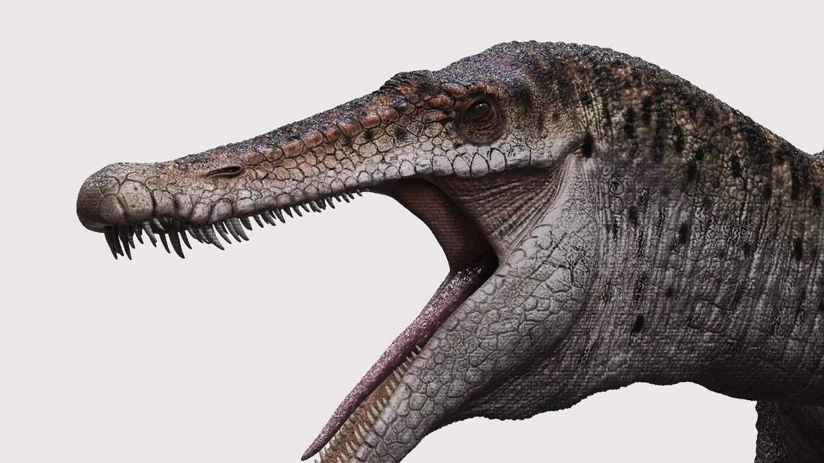 Suchomimus model by JoshuaDunlop on DeviantArt