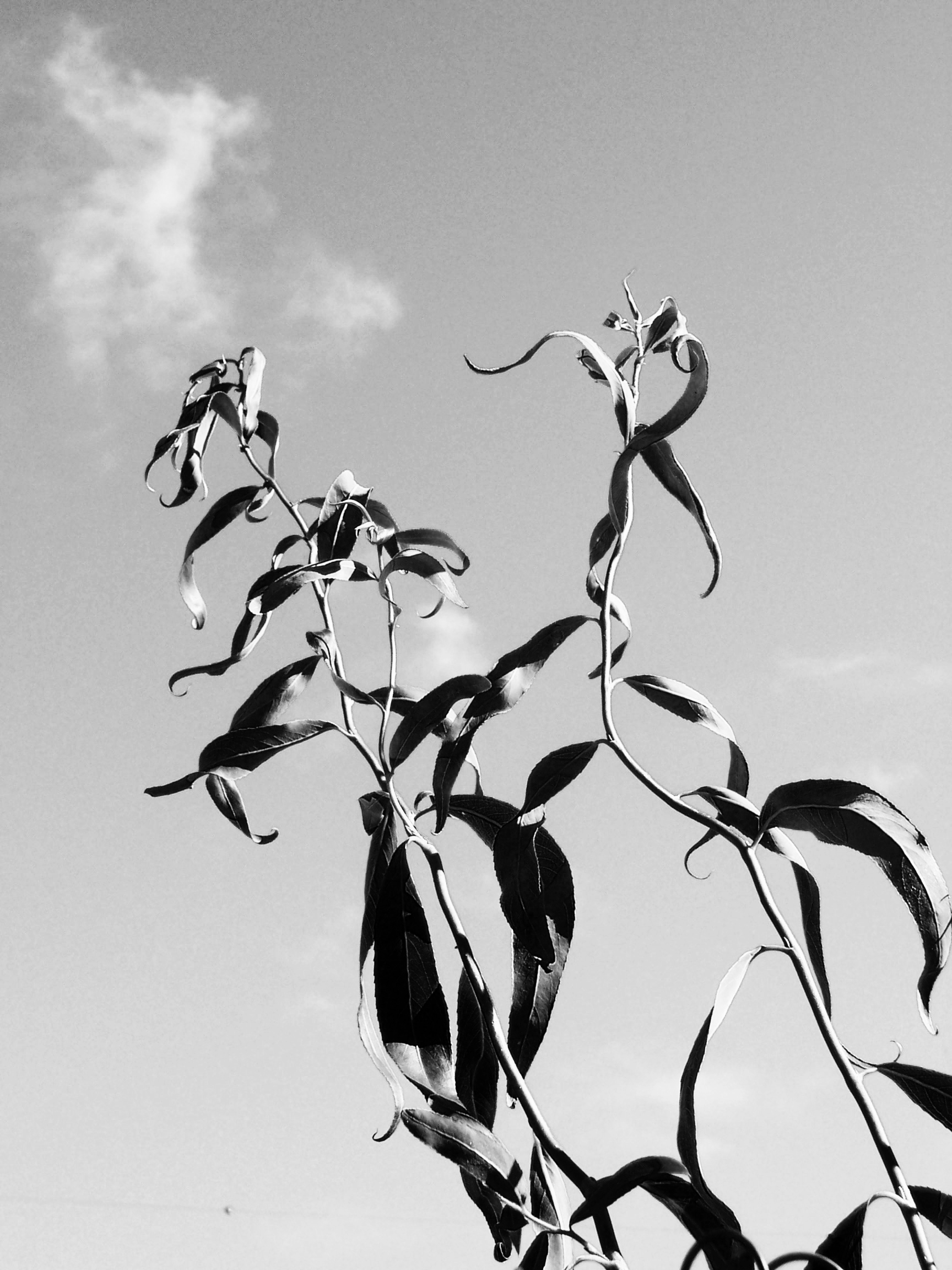 Plant BnW by giulz89 on DeviantArt