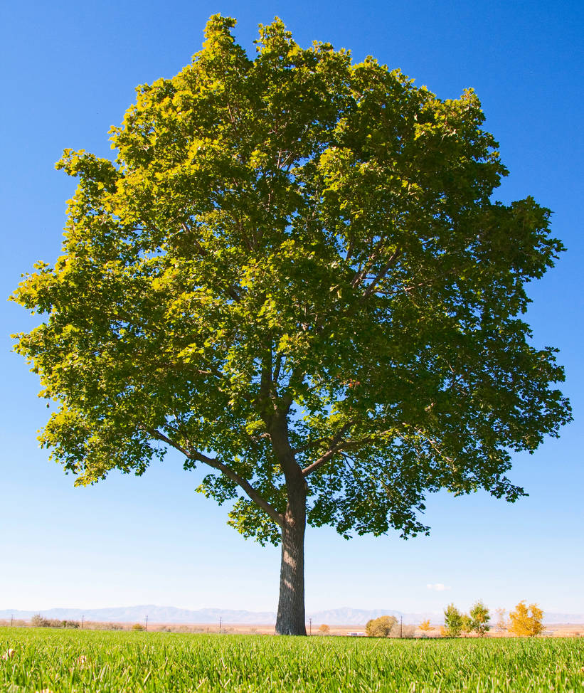 Tree Seasons - Animated Gif by lilipilyspirit by LilipilySpirit on ...