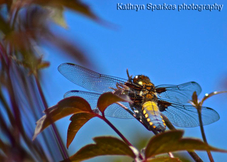 Dragonsfly by Tiger400 on DeviantArt