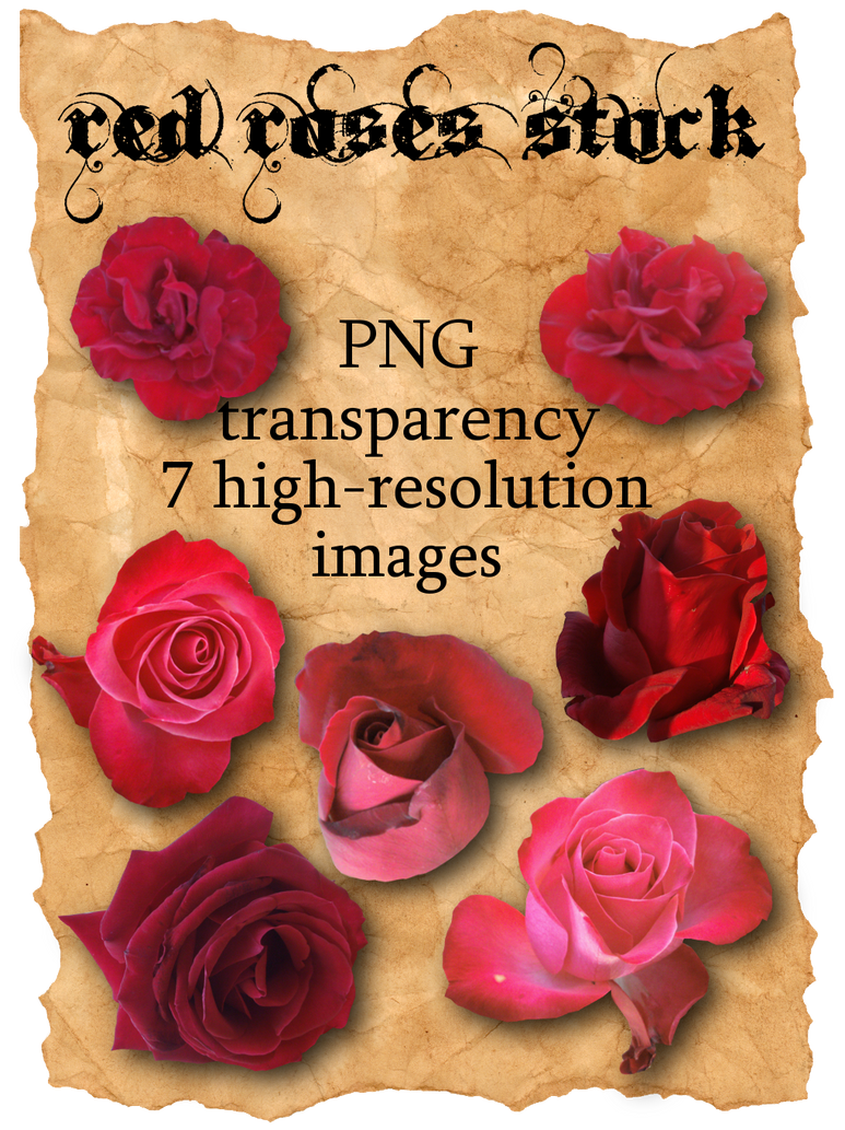 Red Roses Stock by BloodMoonEquinox on DeviantArt