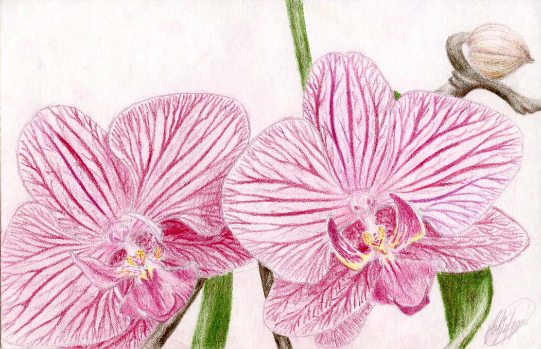 Orchids by warriorchinchilla on DeviantArt