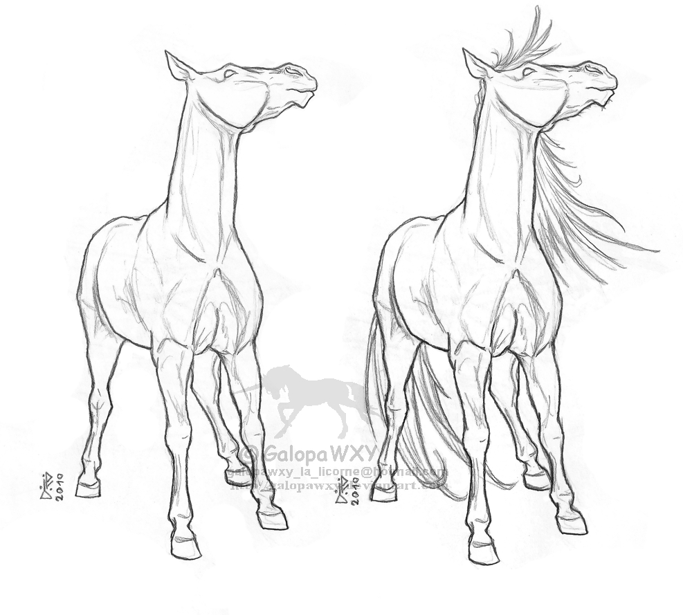 Horse base by GalopaWXY on DeviantArt