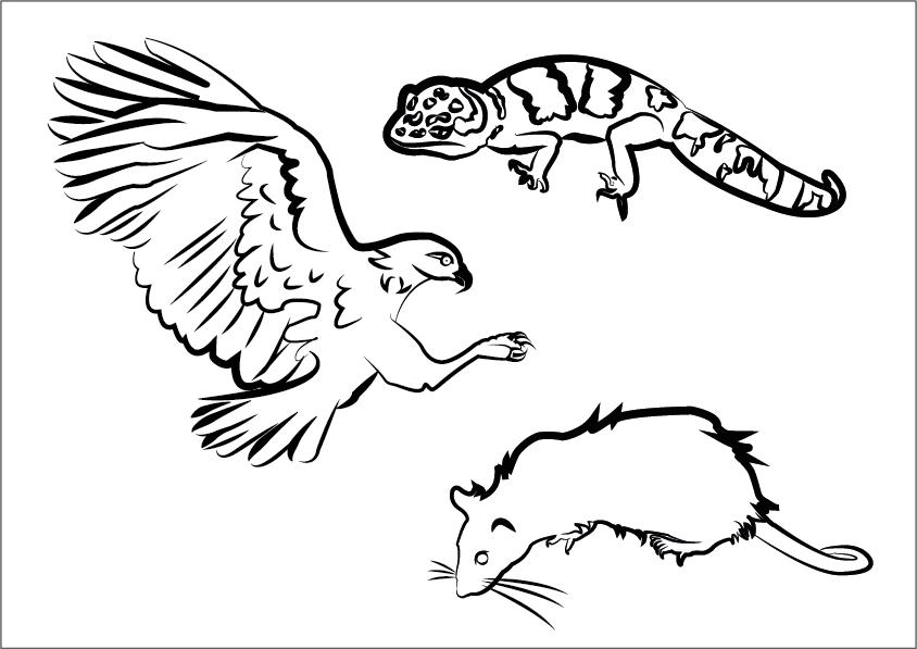 Stylization of animals by MatsueRyuugaki on DeviantArt