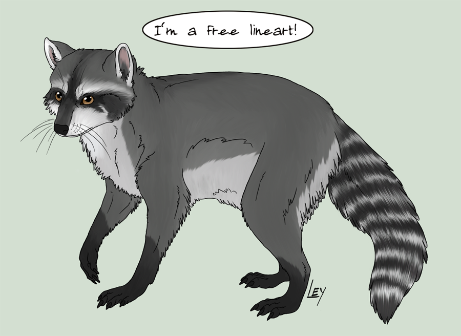 Free Lineart - Racoon by Mikaley on DeviantArt