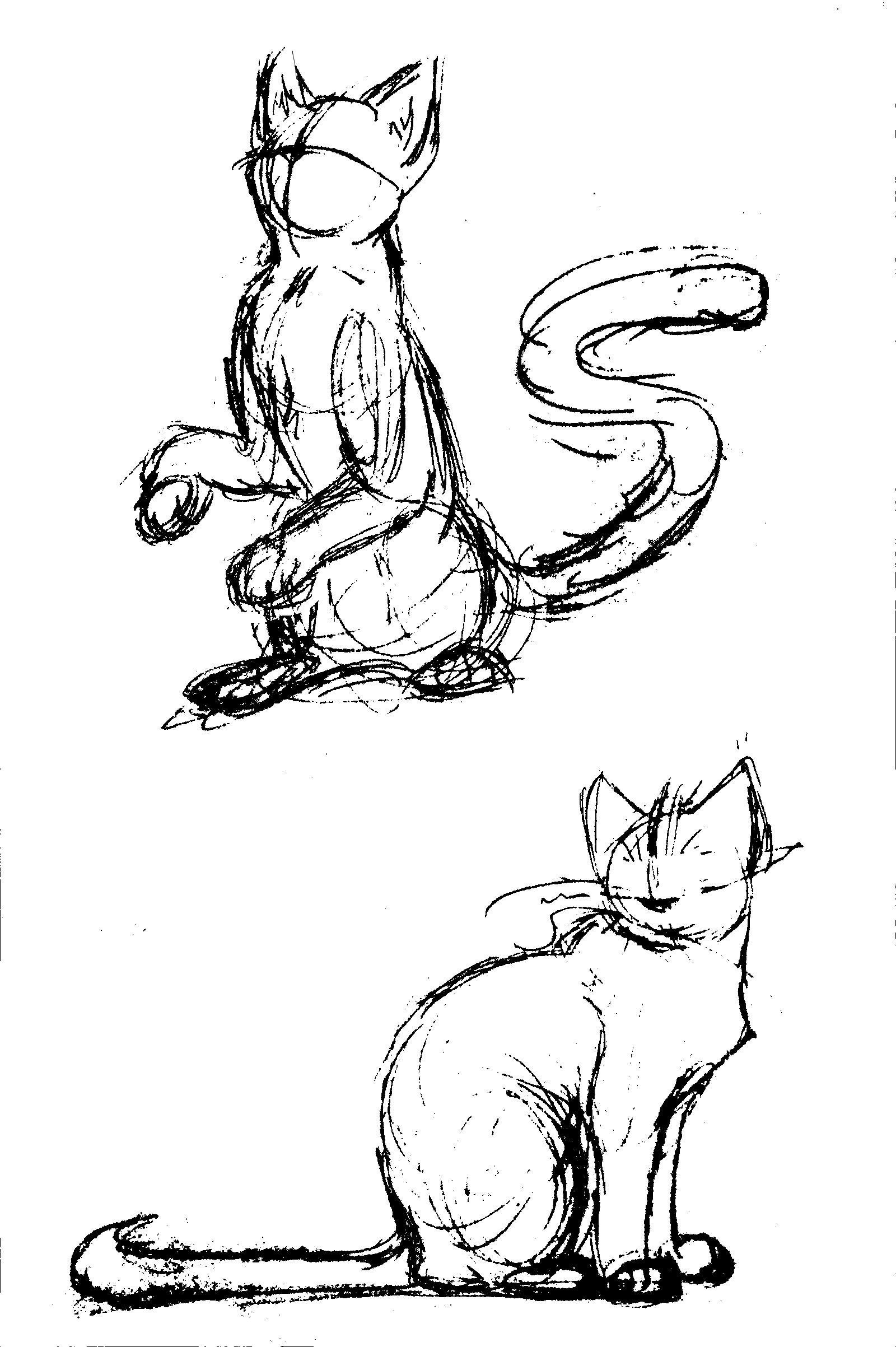 cat pose study 1 by dragontoonss on DeviantArt