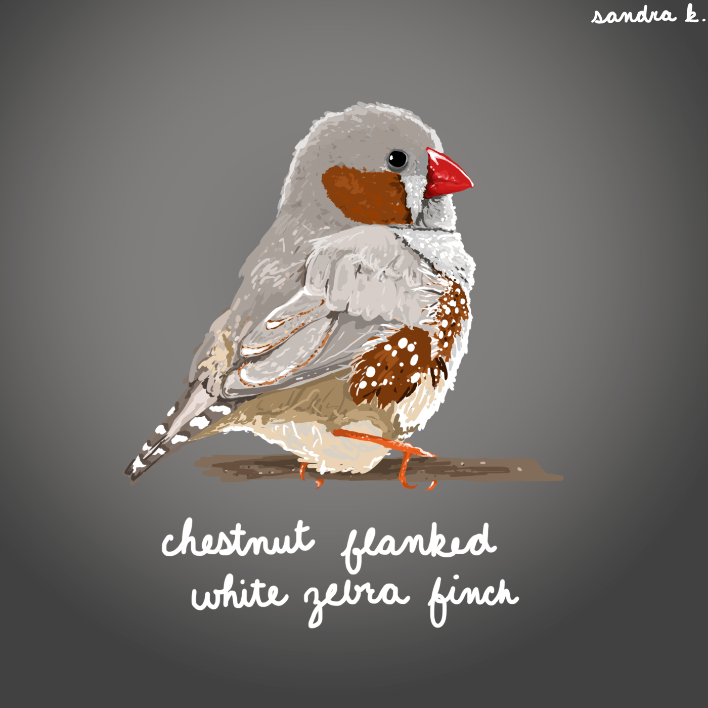 Chestnut Flanked White Zebra Finch