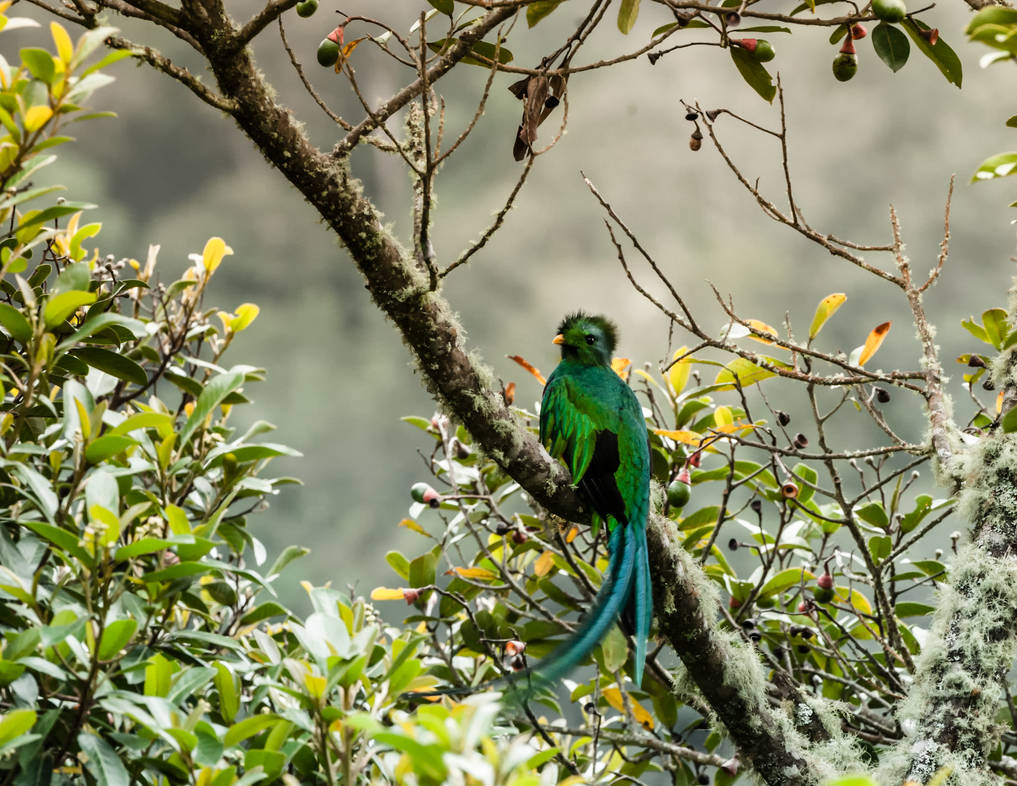 Resplendent Quetzal in Costa Rica by CatManCanDo on DeviantArt