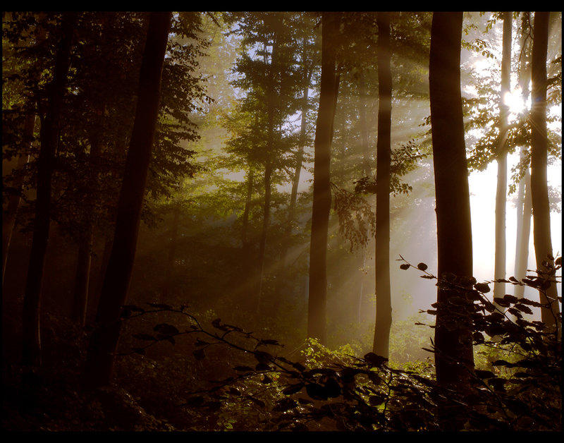 Twilight Forest -Chapter 1 by StarryEyes880 on DeviantArt