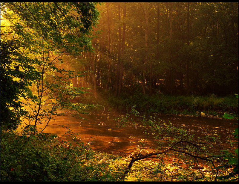 Twilight Forest - Chapter 4 by StarryEyes880 on DeviantArt
