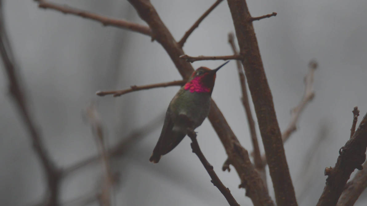 Hummingbird Song by Obsolom on DeviantArt