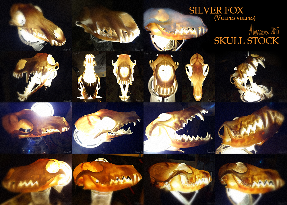 Skull Stock: Silver Fox - strong light by Alaiaorax on DeviantArt