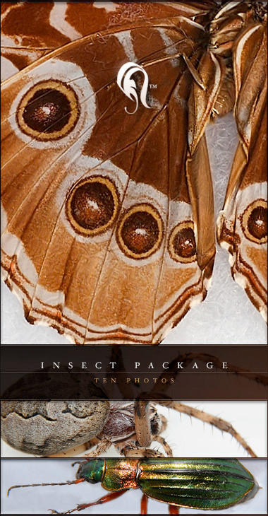 Package - Insect - 2 by resurgere on DeviantArt