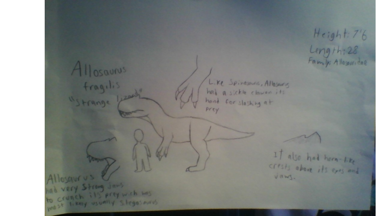 Allosaurus fragilis species profile by kaihippo on DeviantArt