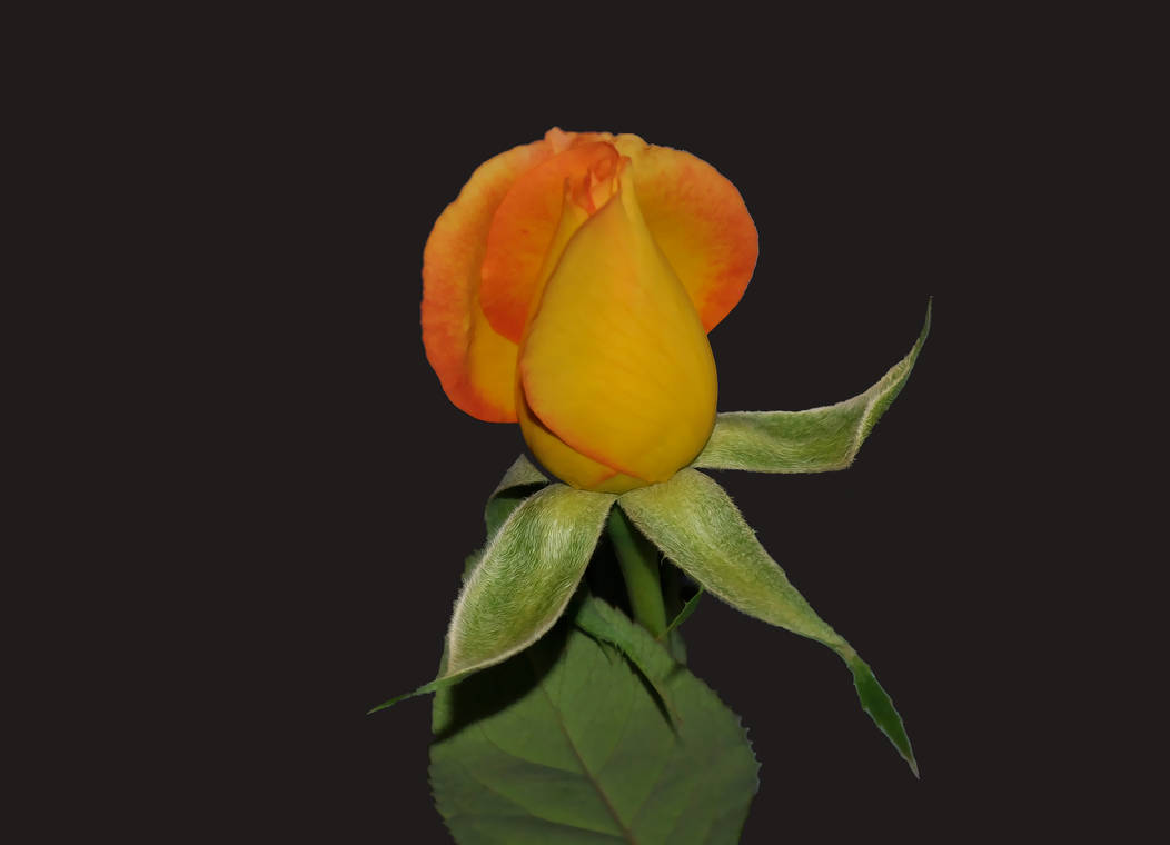 Arizona Sunset Rose by bratsycatsy on DeviantArt