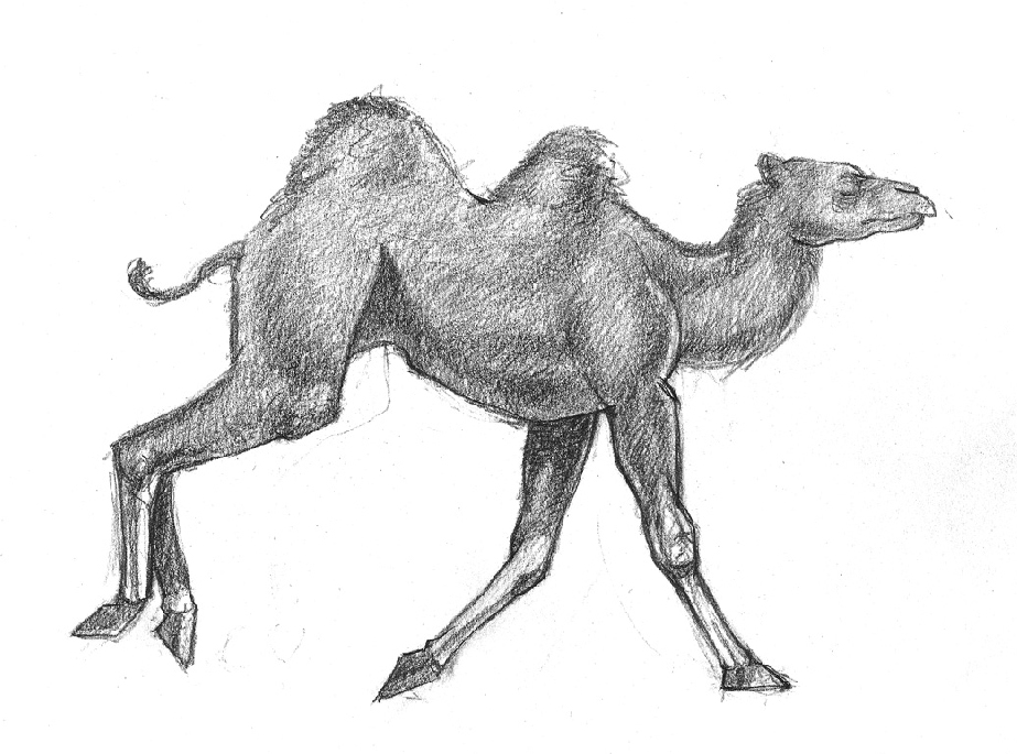 Camel Running Cycle Animation by Nick Helton by nthelton on DeviantArt