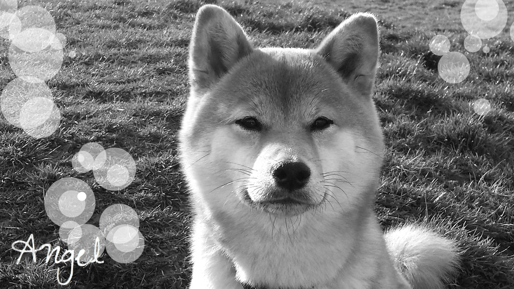 Shiba Inu Angel by WispyLicious on DeviantArt