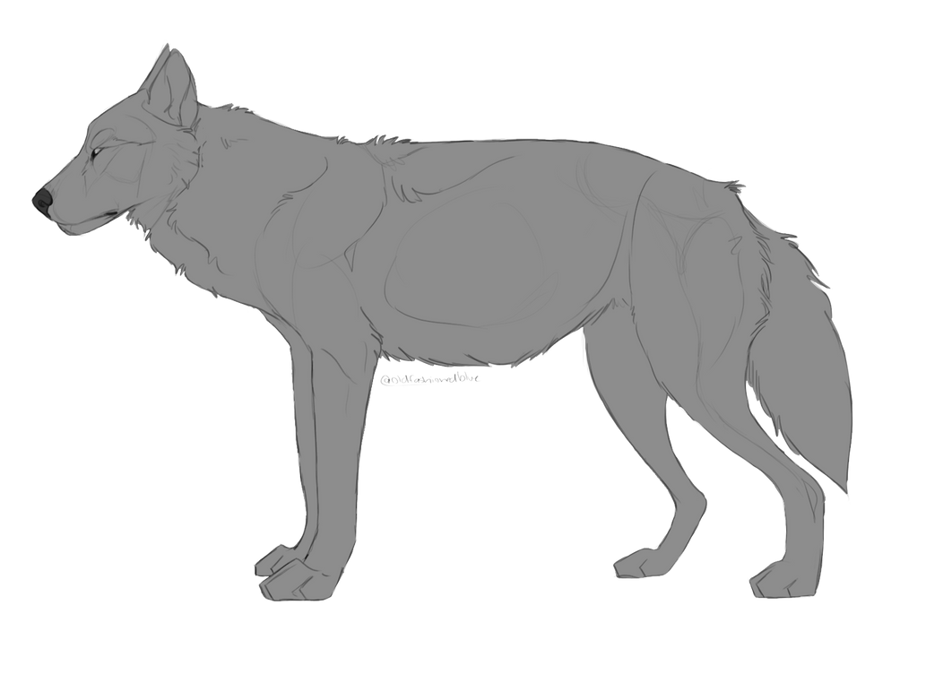 Wolf Lineart by bleuzye on DeviantArt