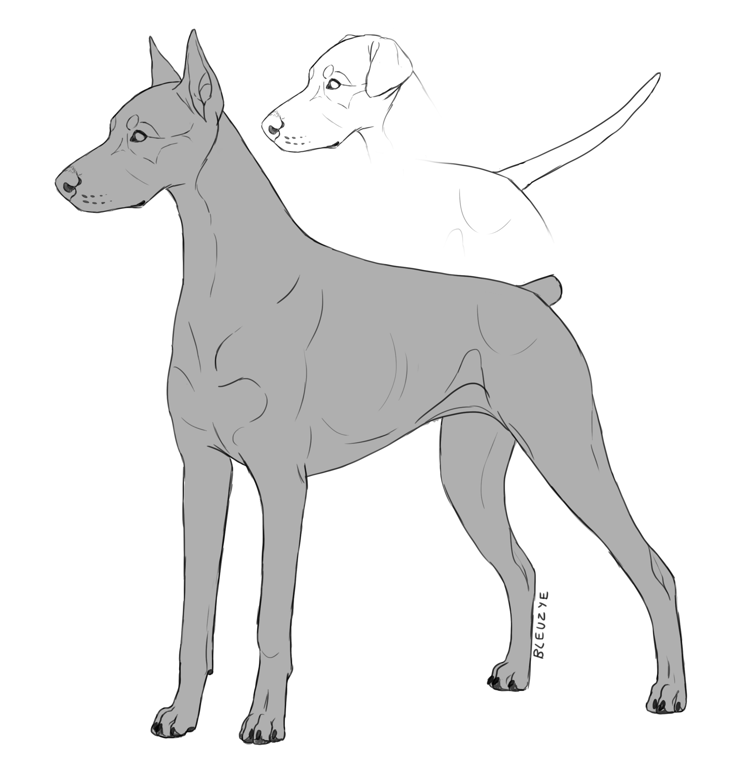 Free Doberman Lines by bleuzye on DeviantArt