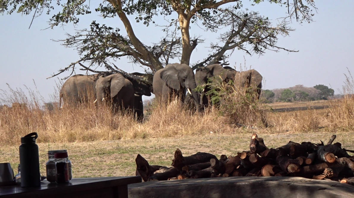 Bull Session by LS-HD on DeviantArt