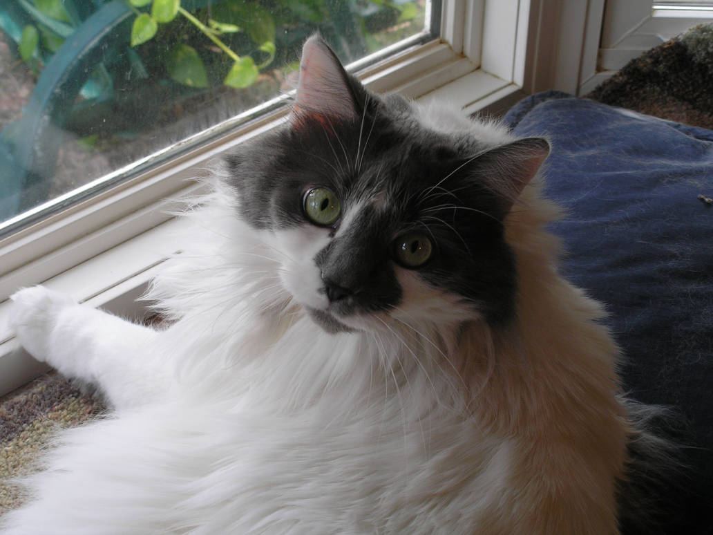 The Eyes behind the Mask by Aviana-Designs on DeviantArt