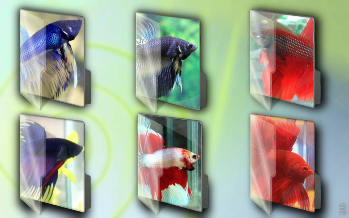 Betta Fish Folder Set by centpushups on DeviantArt