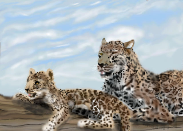 Mother and cub Leopard by MacAodhagain on DeviantArt