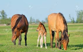 The Spellbook (Feral Horse,Goat tg,tf) by olfrane on DeviantArt