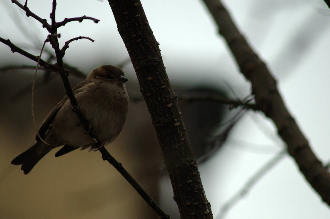 Bird in a tree by Beastear on DeviantArt