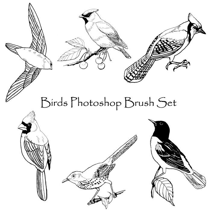 Birds Photoshop Brush Set by PhoenixWildfire on DeviantArt