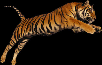 Jumping Tiger by johnrivo on DeviantArt