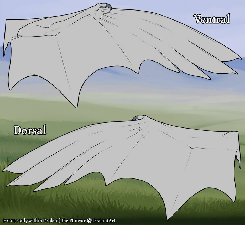 Draconic-Winged Reference Template by The-Ancient-Niravar on DeviantArt