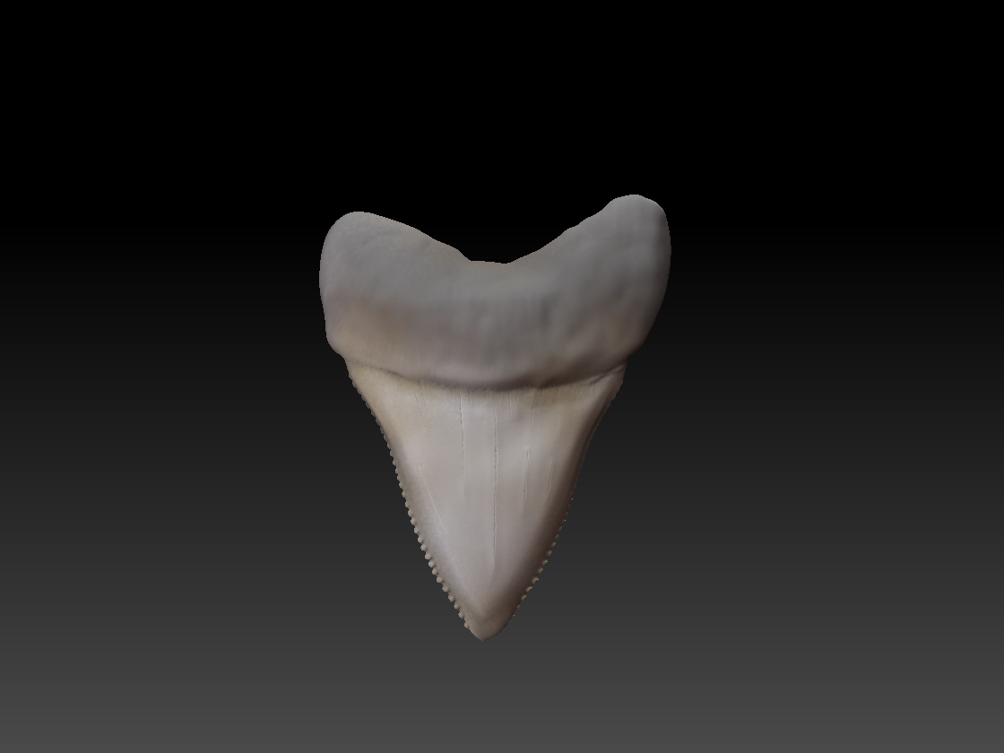 Shark Tooth Model by etl125 on DeviantArt