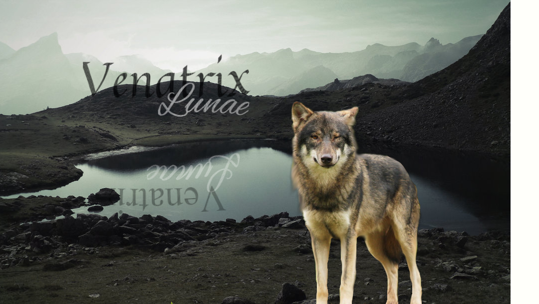 Winking wolf by tierlily197 on DeviantArt