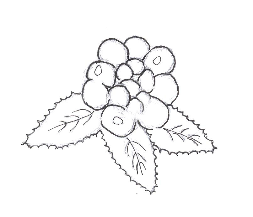 Berry cluster by Waterfly86 on DeviantArt