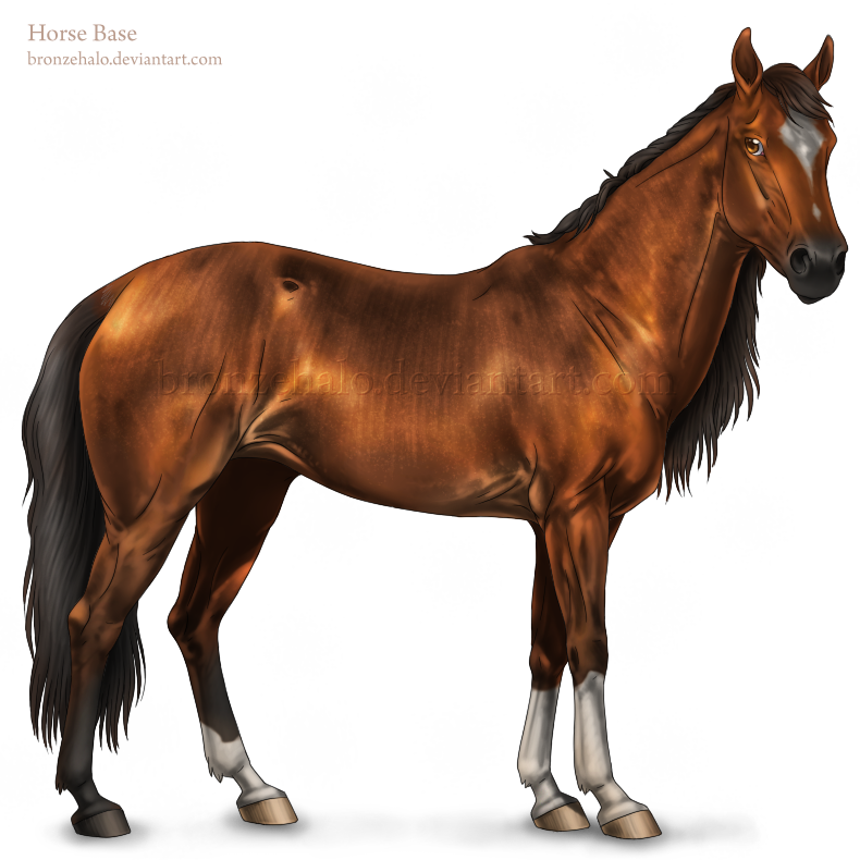 Horse Base (re-drawn) by BronzeHalo on DeviantArt