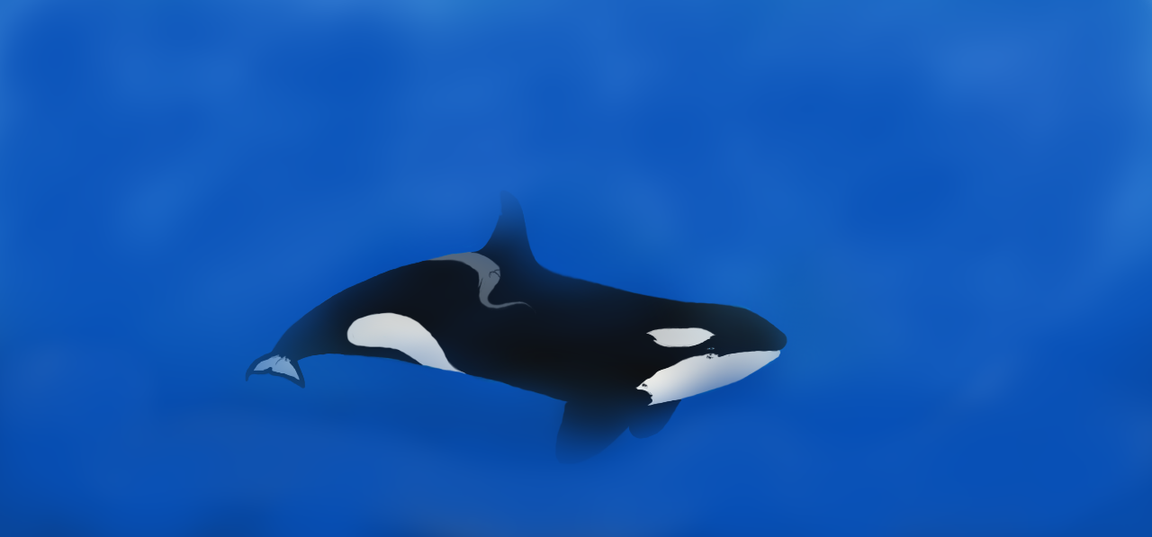 Orca Adoptable by CetaceanCreations on DeviantArt