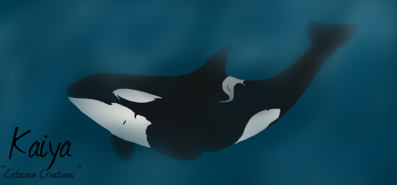 Kaiya by CetaceanCreations on DeviantArt