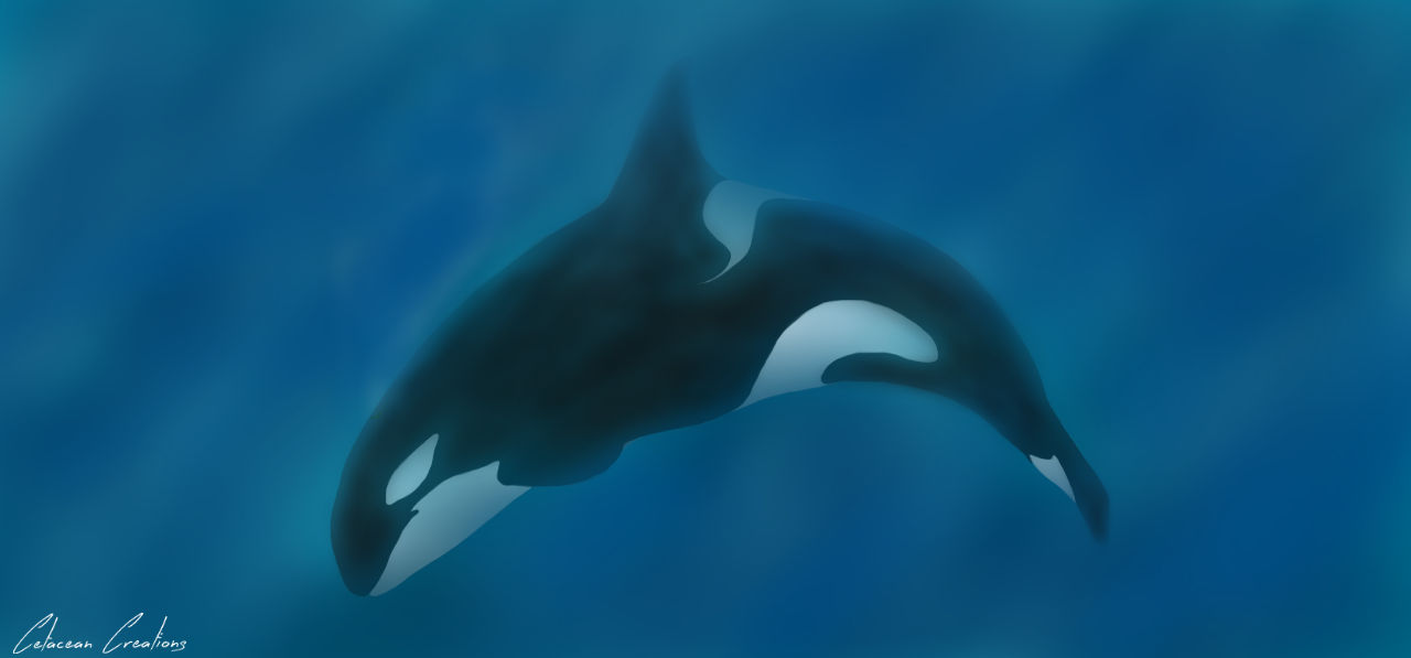 Orkid by CetaceanCreations on DeviantArt