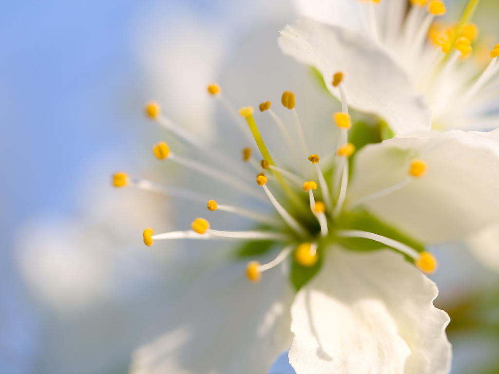 White Princess 3 Wallpaper by SeaWhisper on DeviantArt